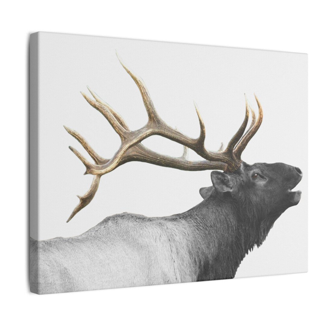 Bugling Elk Canvas Print: Black and White Wildlife Photography ...