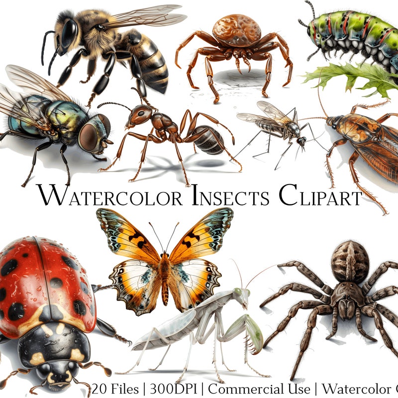 Insect Clipart - Etsy