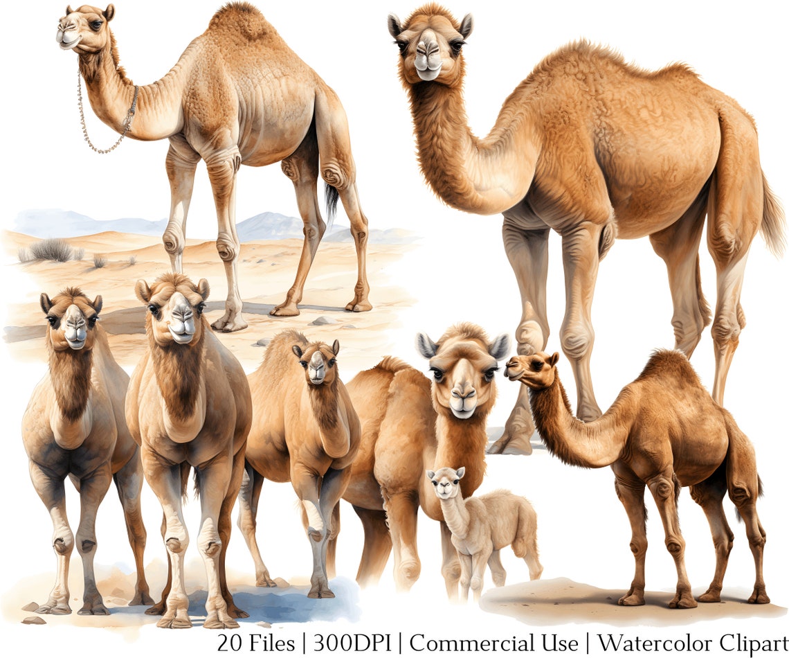 Watercolor Camel Clipart Set of 20 Files With Instant Download ...