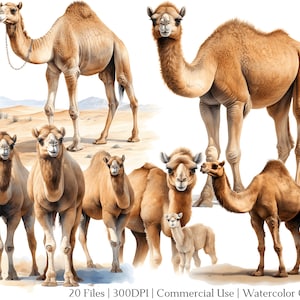 Watercolor Camel Clipart Set of 20 Files With Instant Download ...