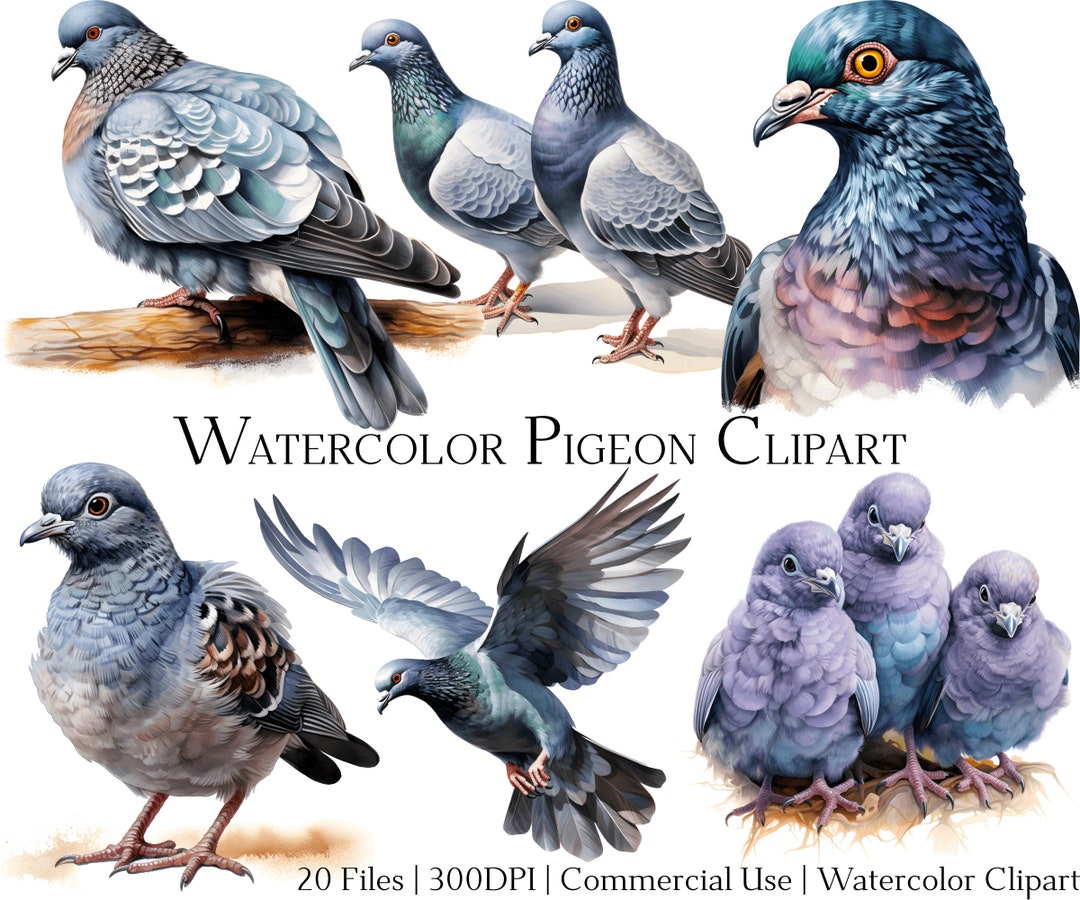 Watercolor Pigeon Clipart Set of 20 Files With Instant Download ...