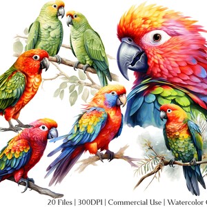 Watercolor Parrots Clipart Set of 20 Files With Instant Download ...