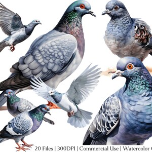 Watercolor Pigeon Clipart Set of 20 Files With Instant Download ...