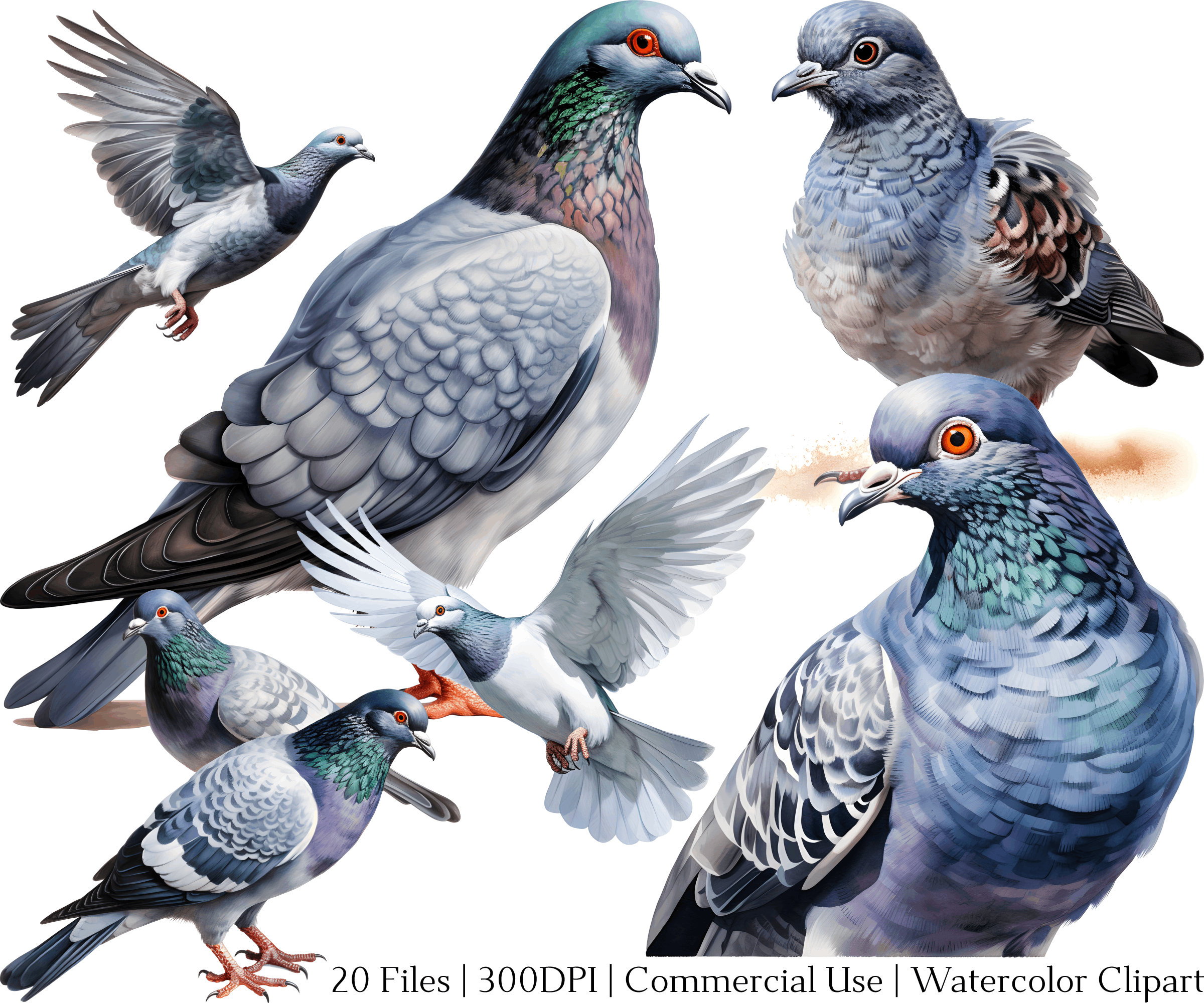 Watercolor Pigeon Clipart Set of 20 Files With Instant Download ...