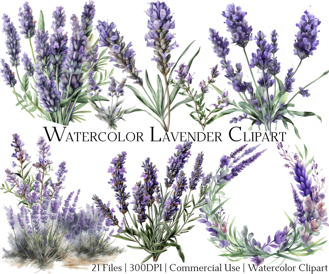 Watercolor Lavender Flower Clipart Set: 21 PNG & PDF Files (commercial ...