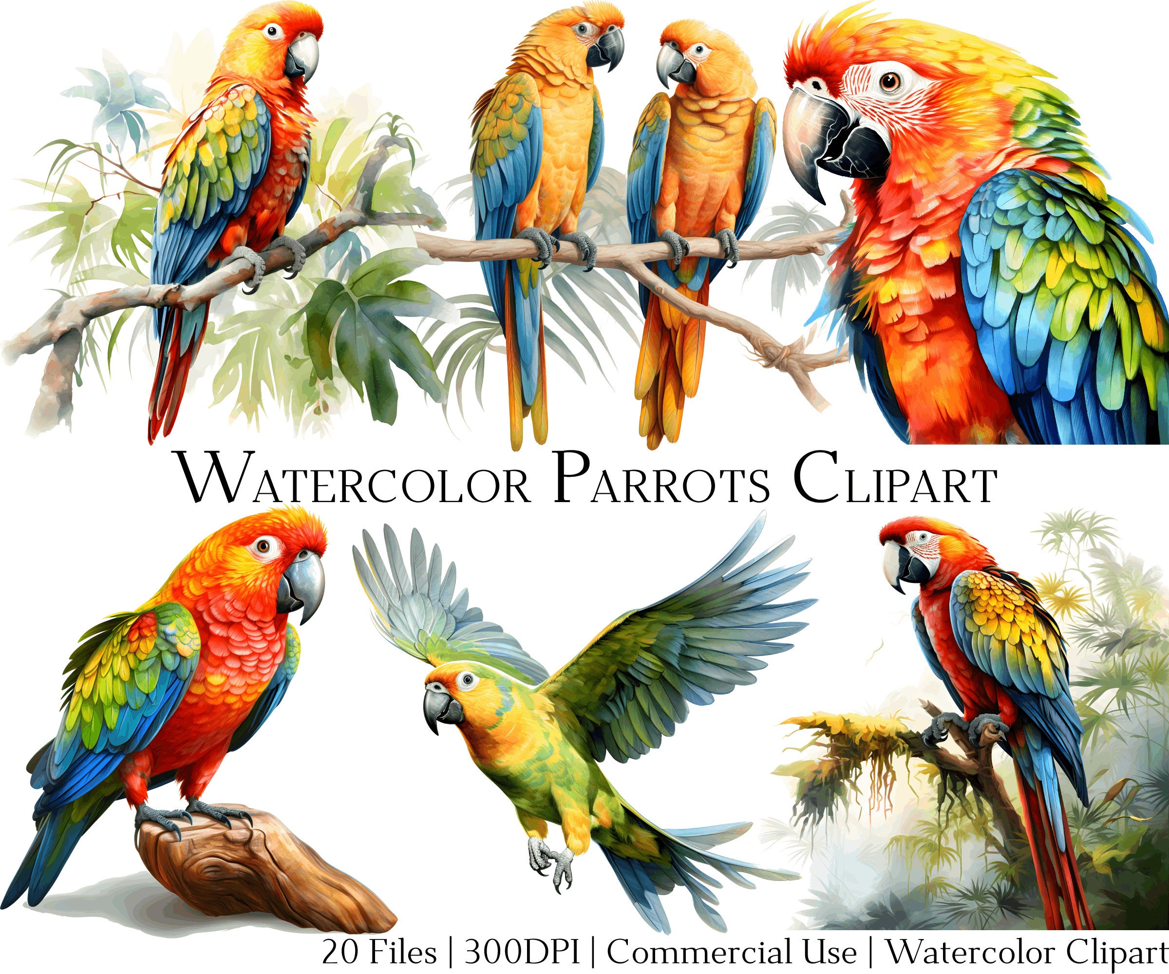 Watercolor Parrots Clipart Set of 20 Files With Instant Download ...