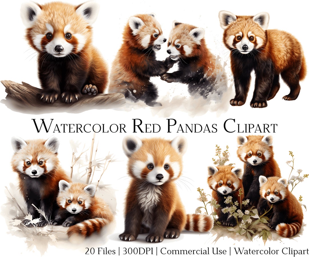 Watercolor Red Panda Clipart Set: 20 PNG & PDF Files (commercial Use ...