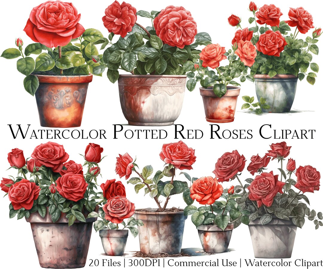 Watercolor Potted Red Roses Clipart Set of 20 Files With Instant ...
