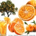 Watercolor Oranges Clipart Set of 20 Files With Instant Download ...