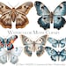 Watercolor Moth Clipart Set of 20 Files With Instant Download ...