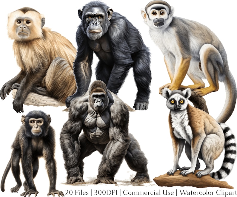 Watercolor Primates Clipart Set: 20 PNG & PDF Files (commercial Use) - Etsy