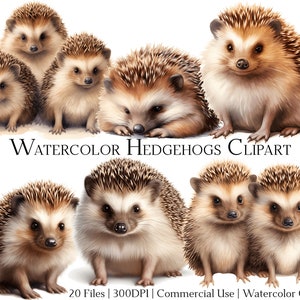 Watercolor Hedgehogs Clipart Set of 20 Files With Instant Download ...