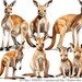 Watercolor Kangaroo Clipart Set: Australian Wildlife (PNG + PDF, 20 ...