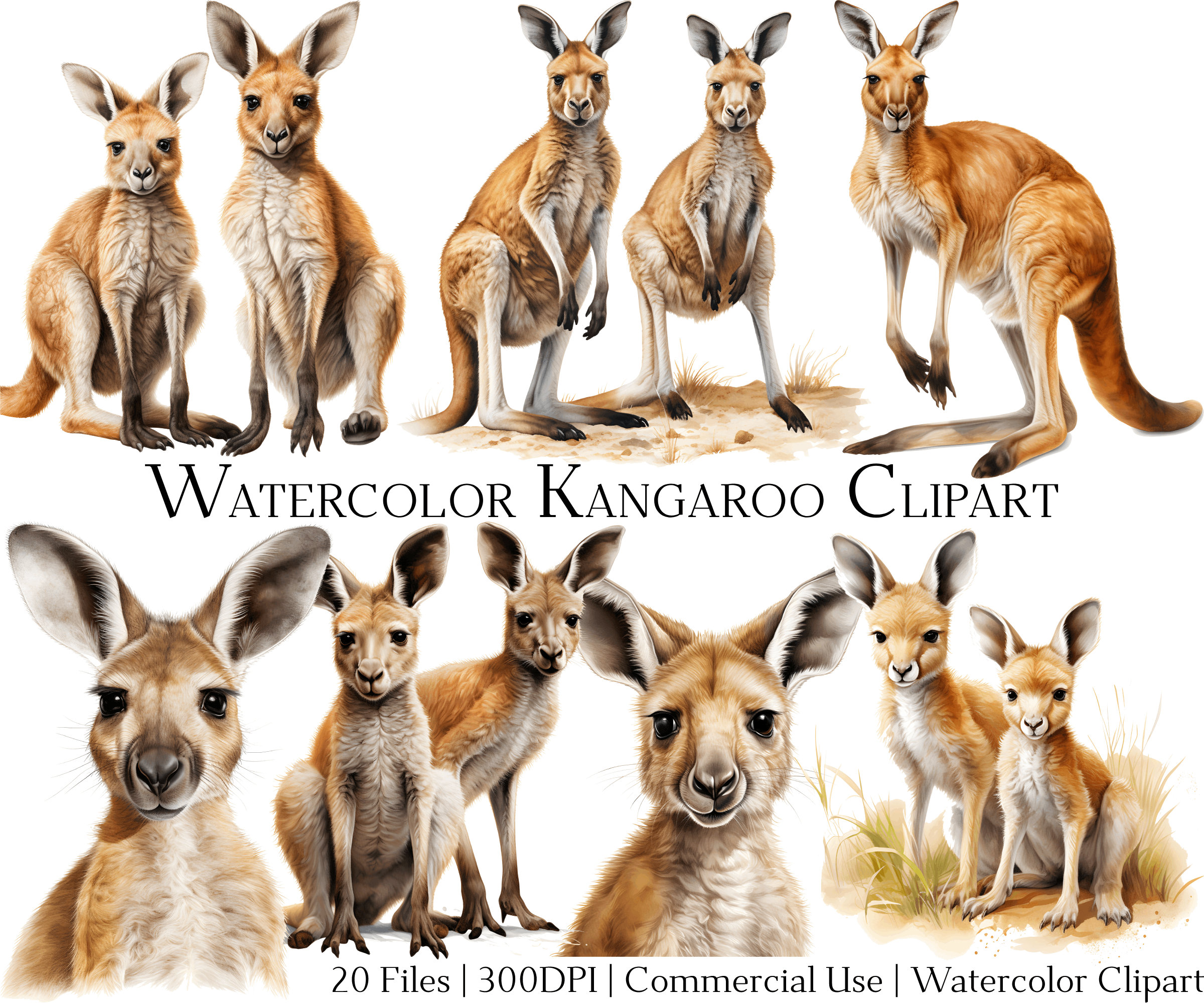 Watercolor Kangaroo Clipart Set: Australian Wildlife (PNG + PDF, 20 ...