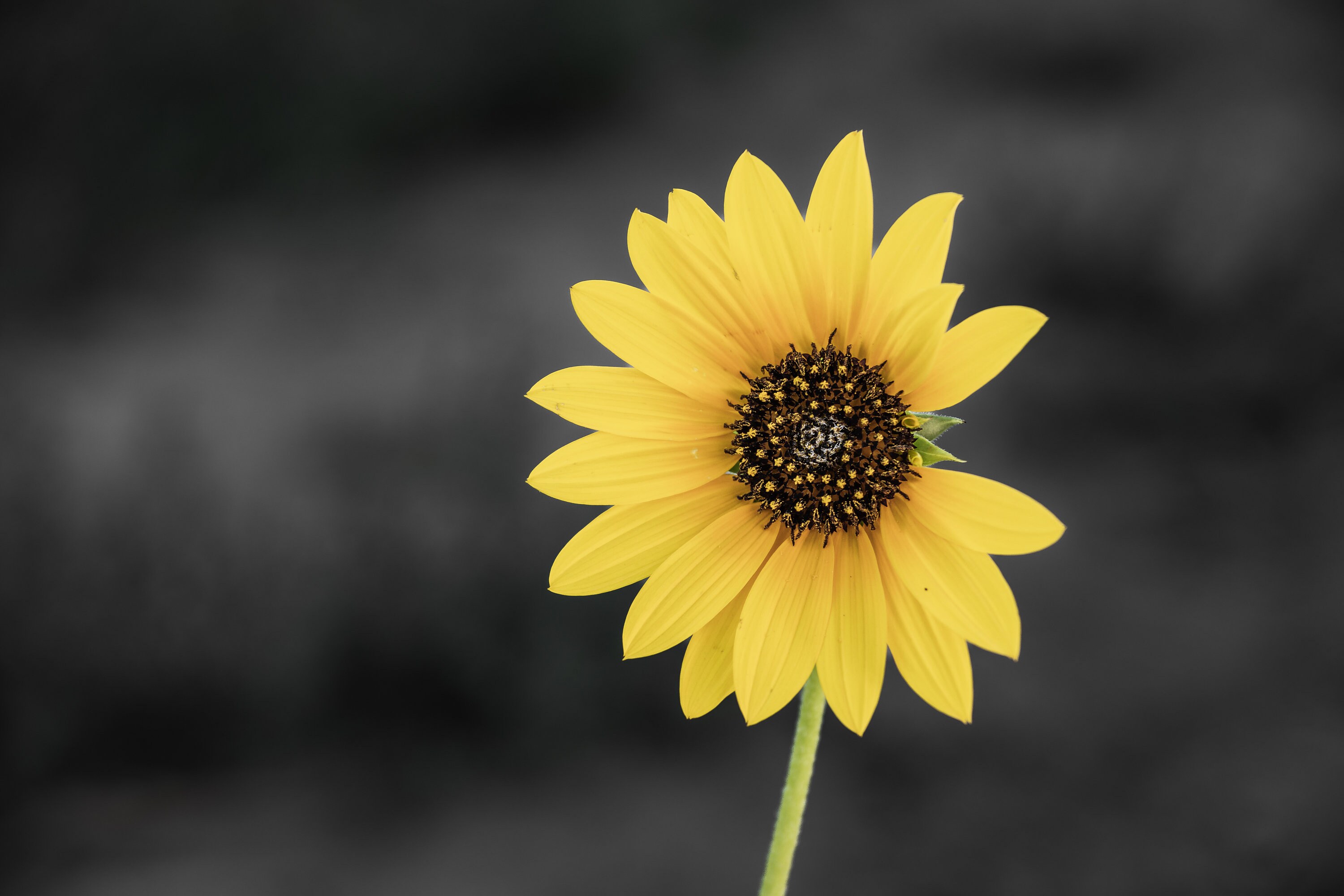 Sunflower, Digital Download - Etsy