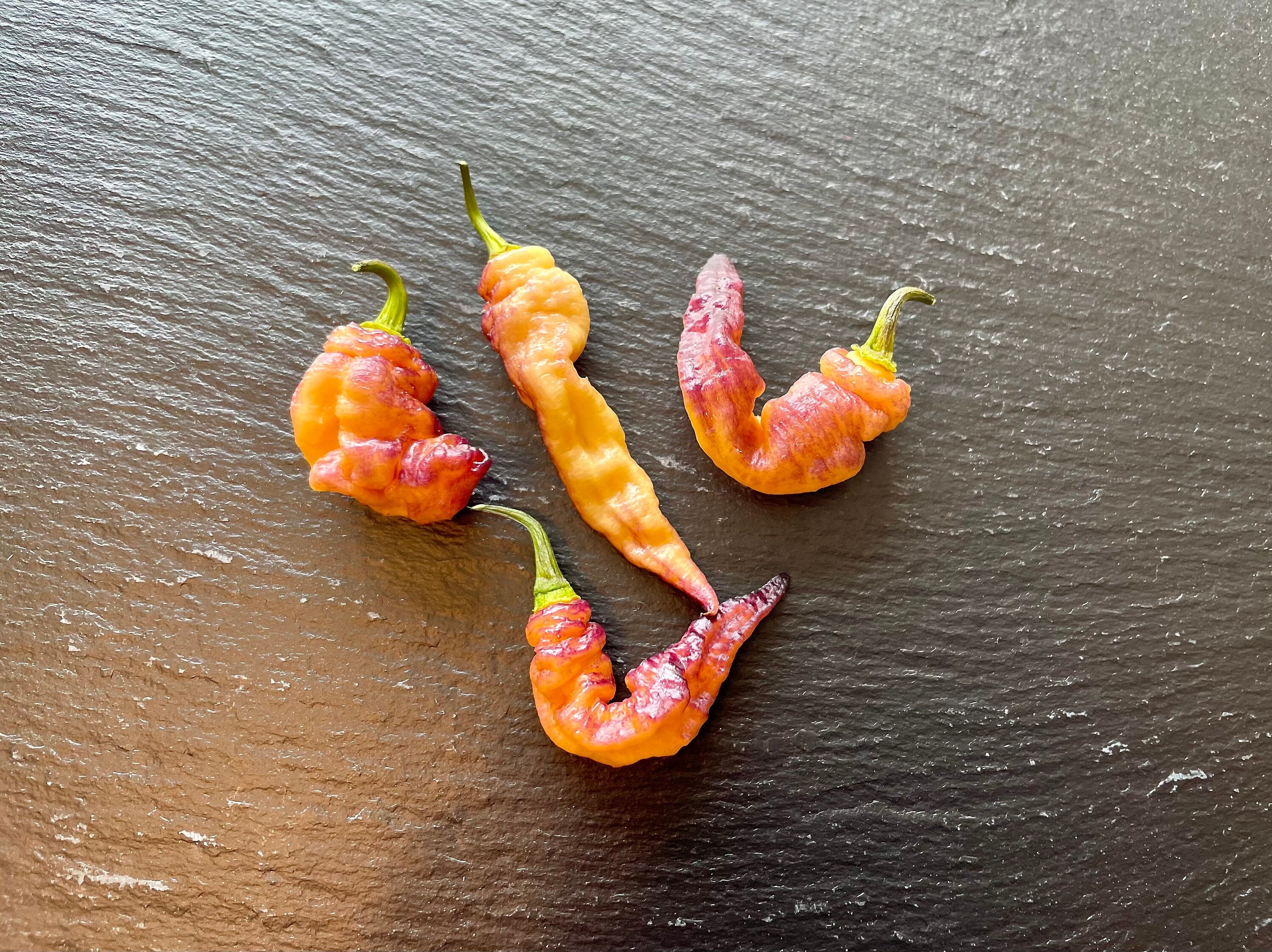 Thor's Thunderbolt Pepper Seeds - Etsy