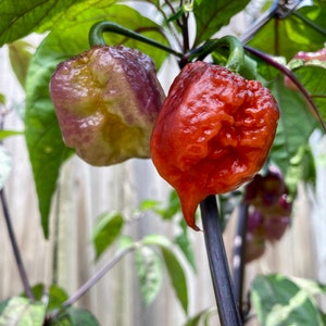 Orion Pepper Seeds - Etsy