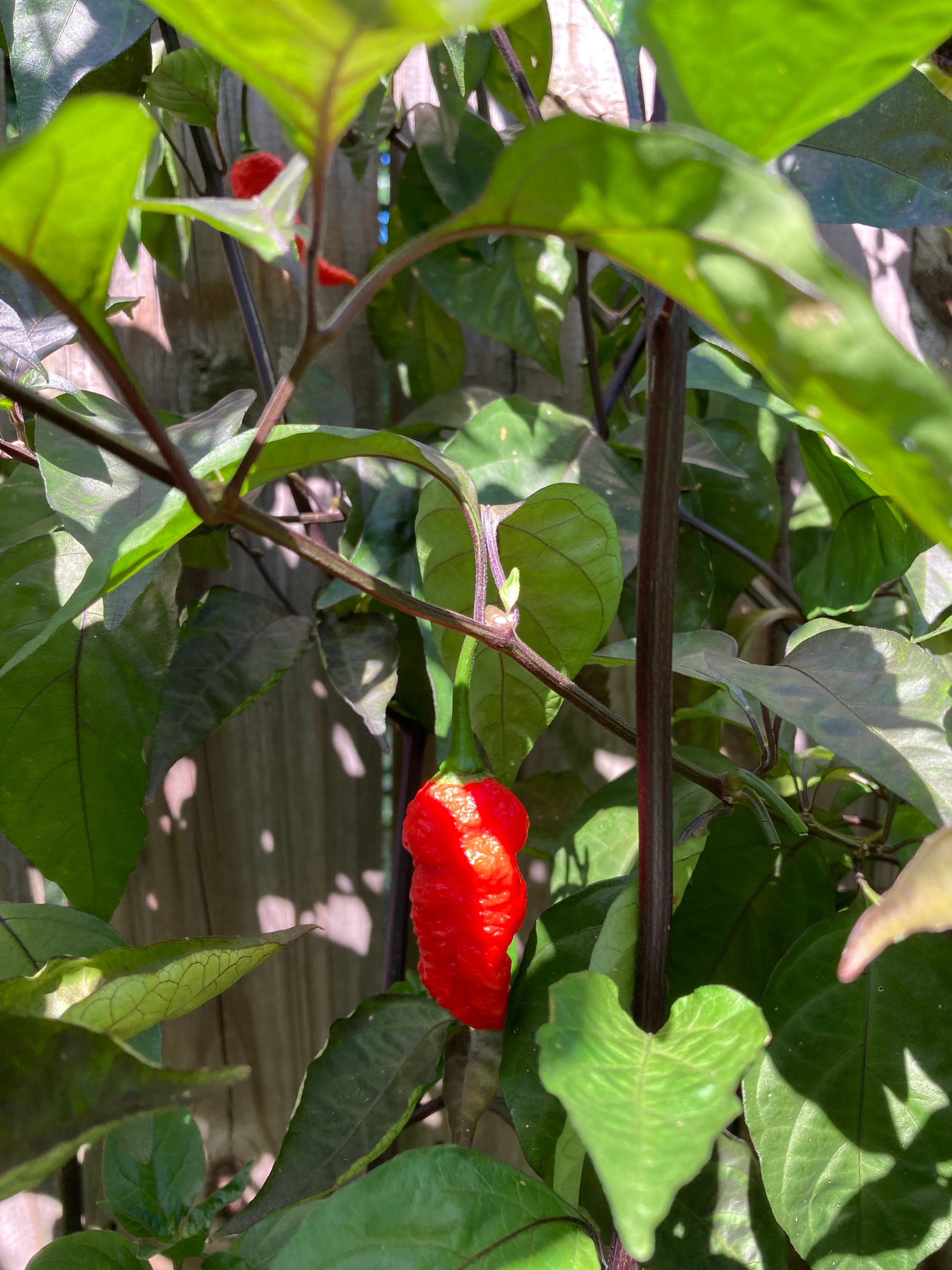 Testanera Pepper Seeds - Etsy