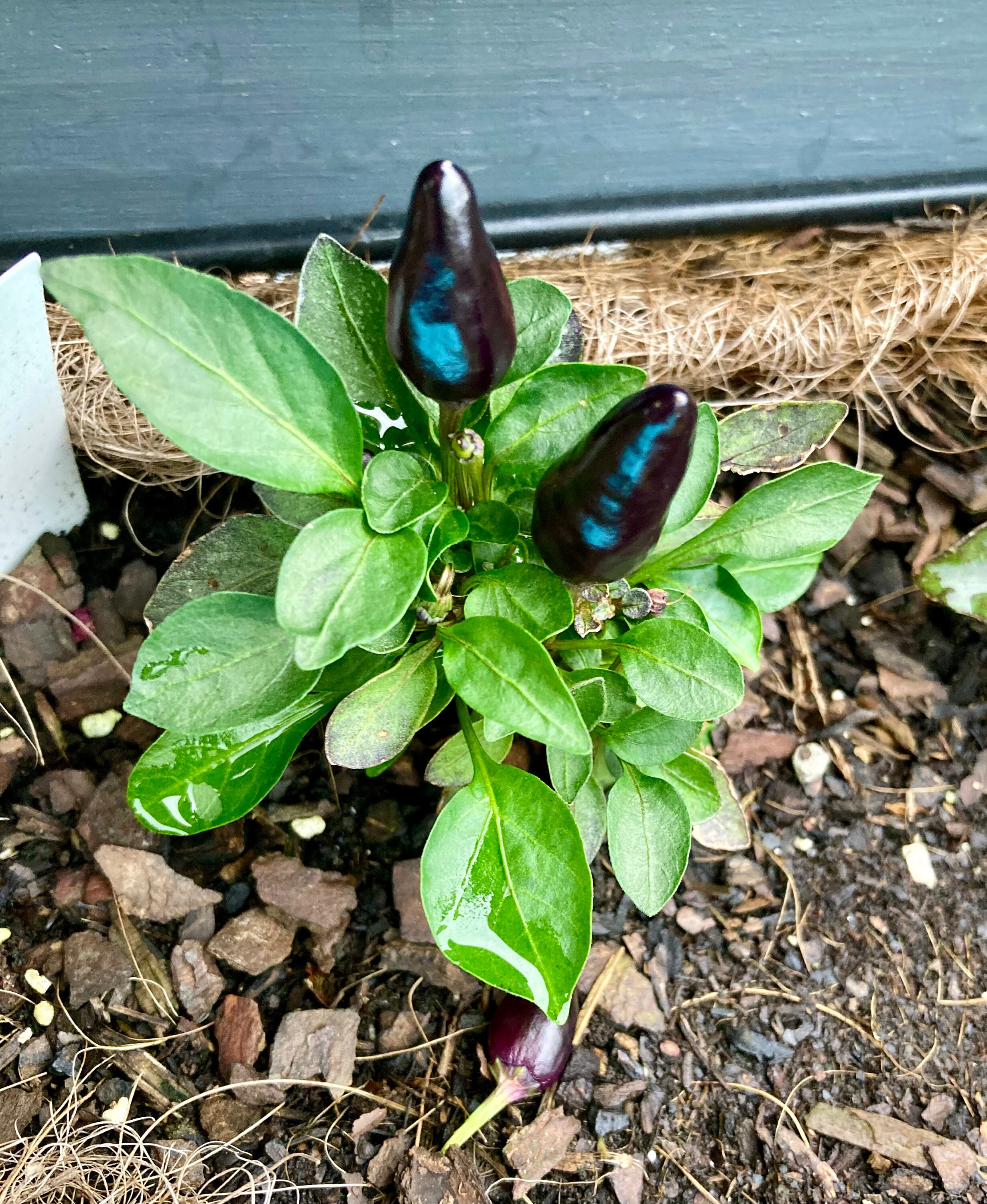 Dwarf Ornamental Pepper Seeds - Etsy