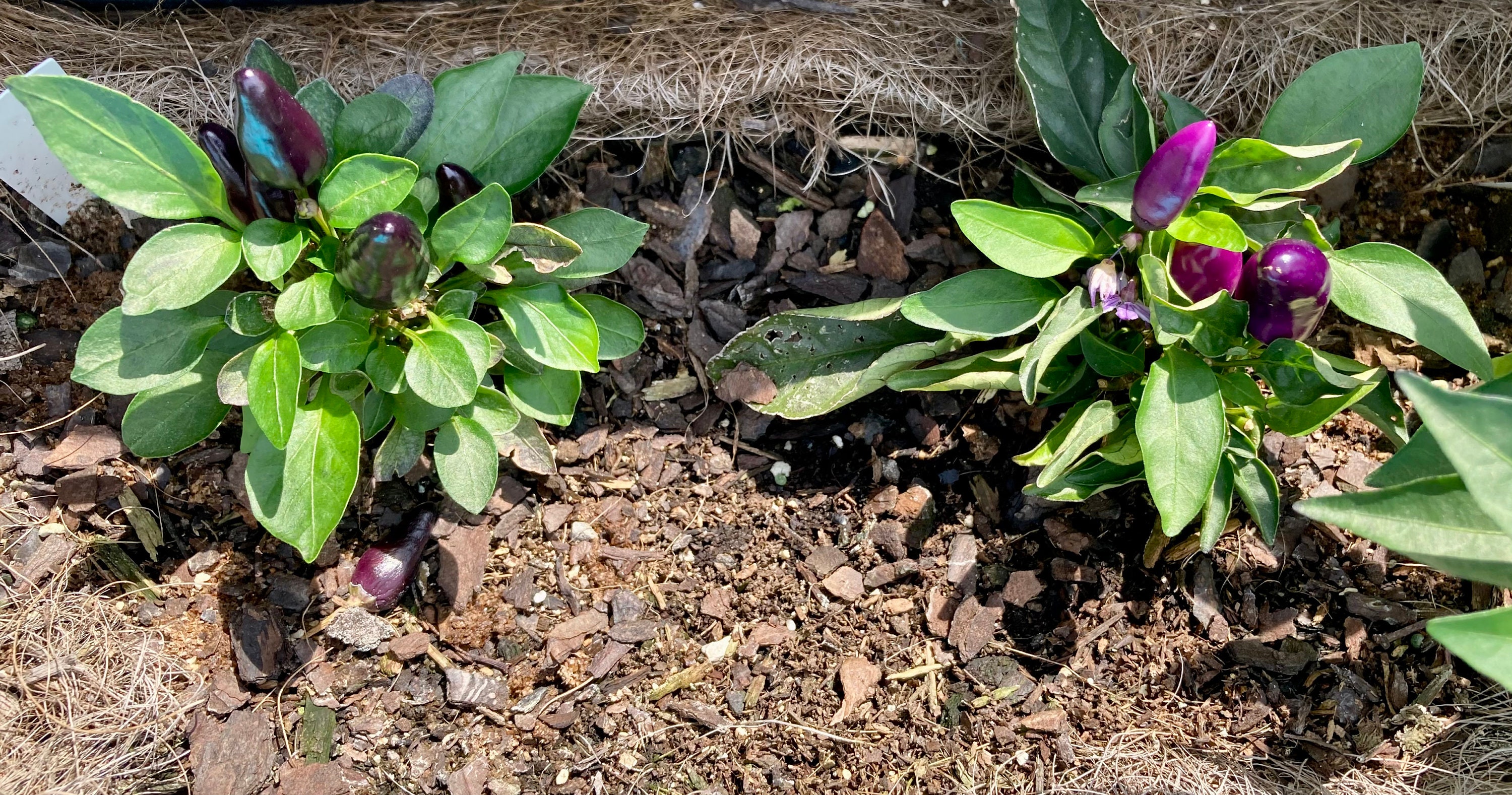 Dwarf Ornamental Pepper Seeds - Etsy