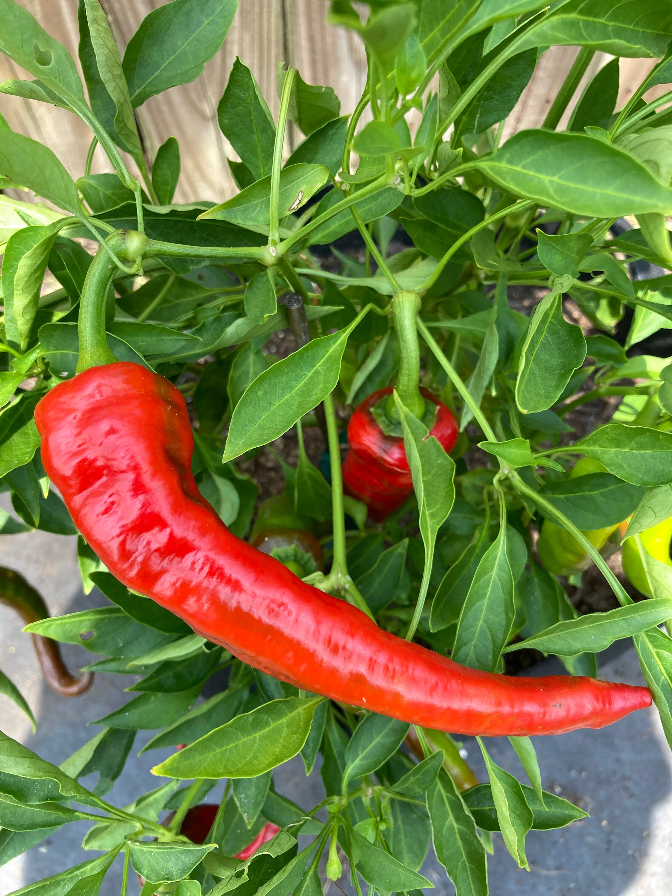 Jimmy Nardello Pepper Seeds - Etsy