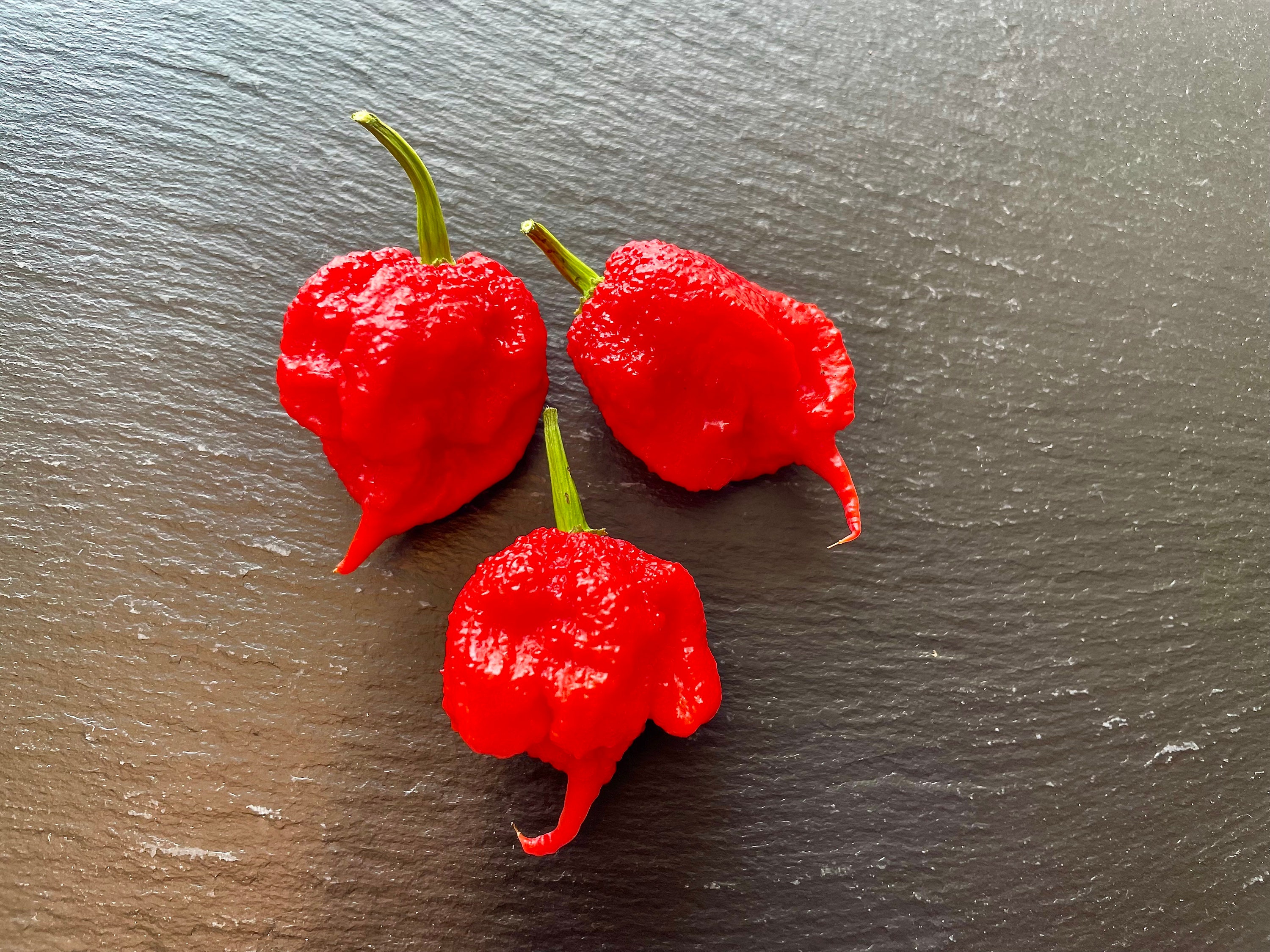 Carolina Reaper Pepper Seeds - Etsy