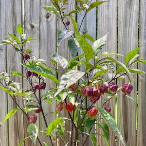 Orion Pepper Seeds - Etsy