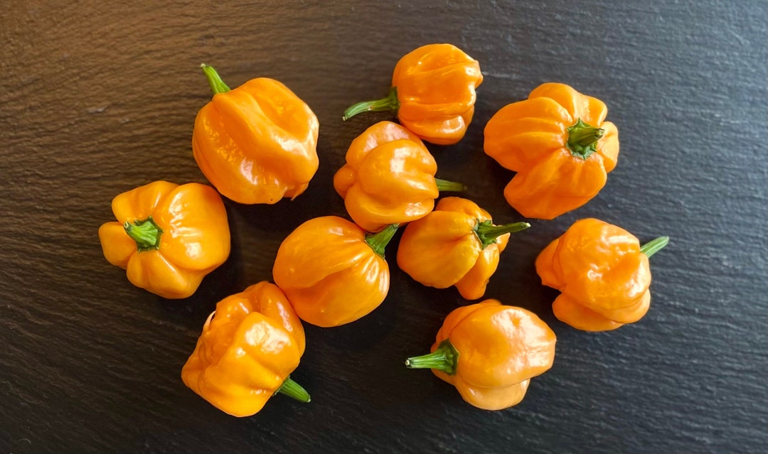 Bahamian Goat Pepper Seeds - Etsy