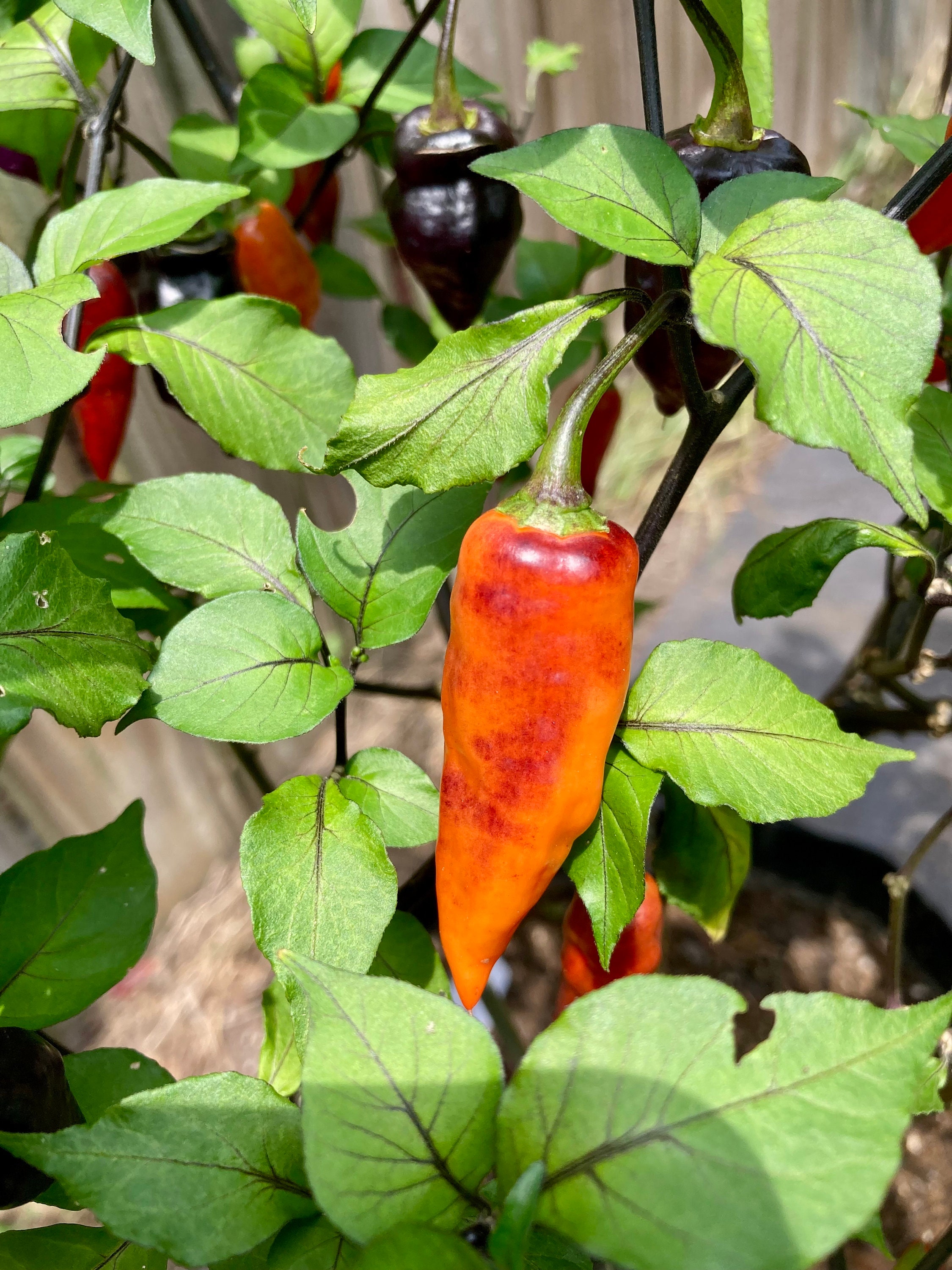 Naga Smookey Rainbow Pepper Seeds - Etsy