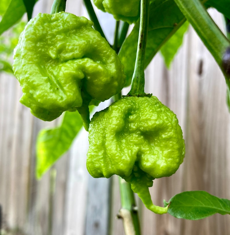 Carolina Reaper Pepper Seeds - Etsy