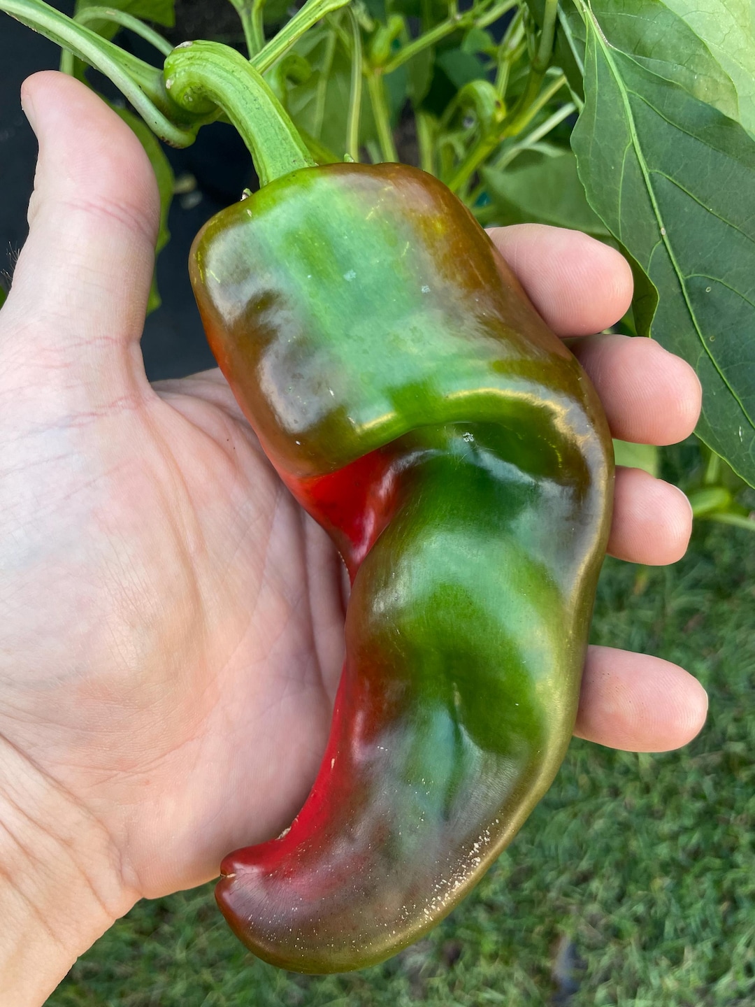 Giant Marconi Pepper Seeds - Etsy