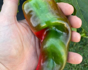 GIANT Jalapeno Pepper Seeds - Etsy