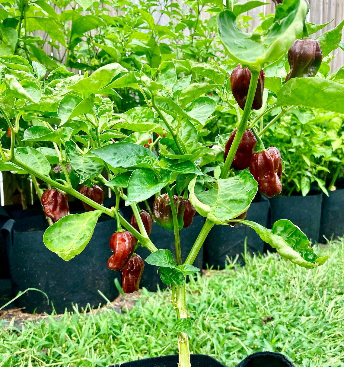 Jamaican Chocolate Habanero Pepper Seeds - Etsy