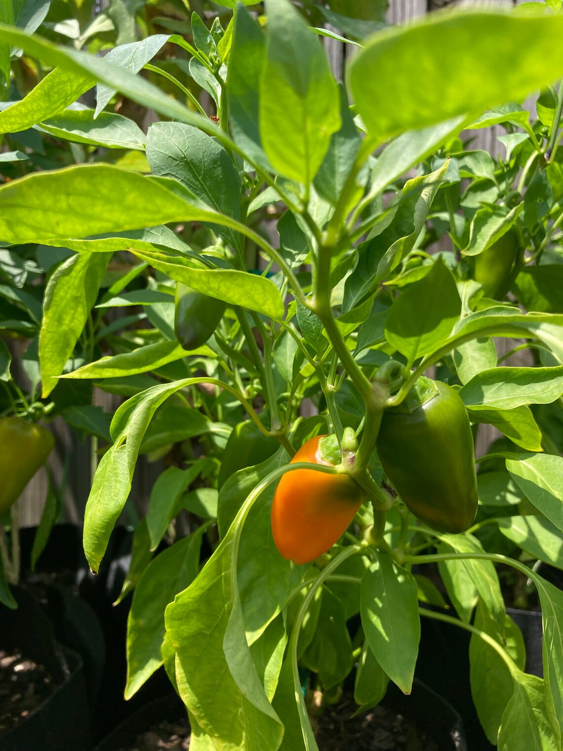 Mini Sweet Rainbow Pepper Seeds - Etsy