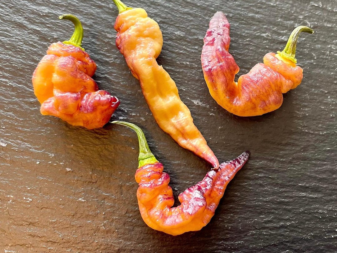 Thor's Thunderbolt Pepper Seeds - Etsy