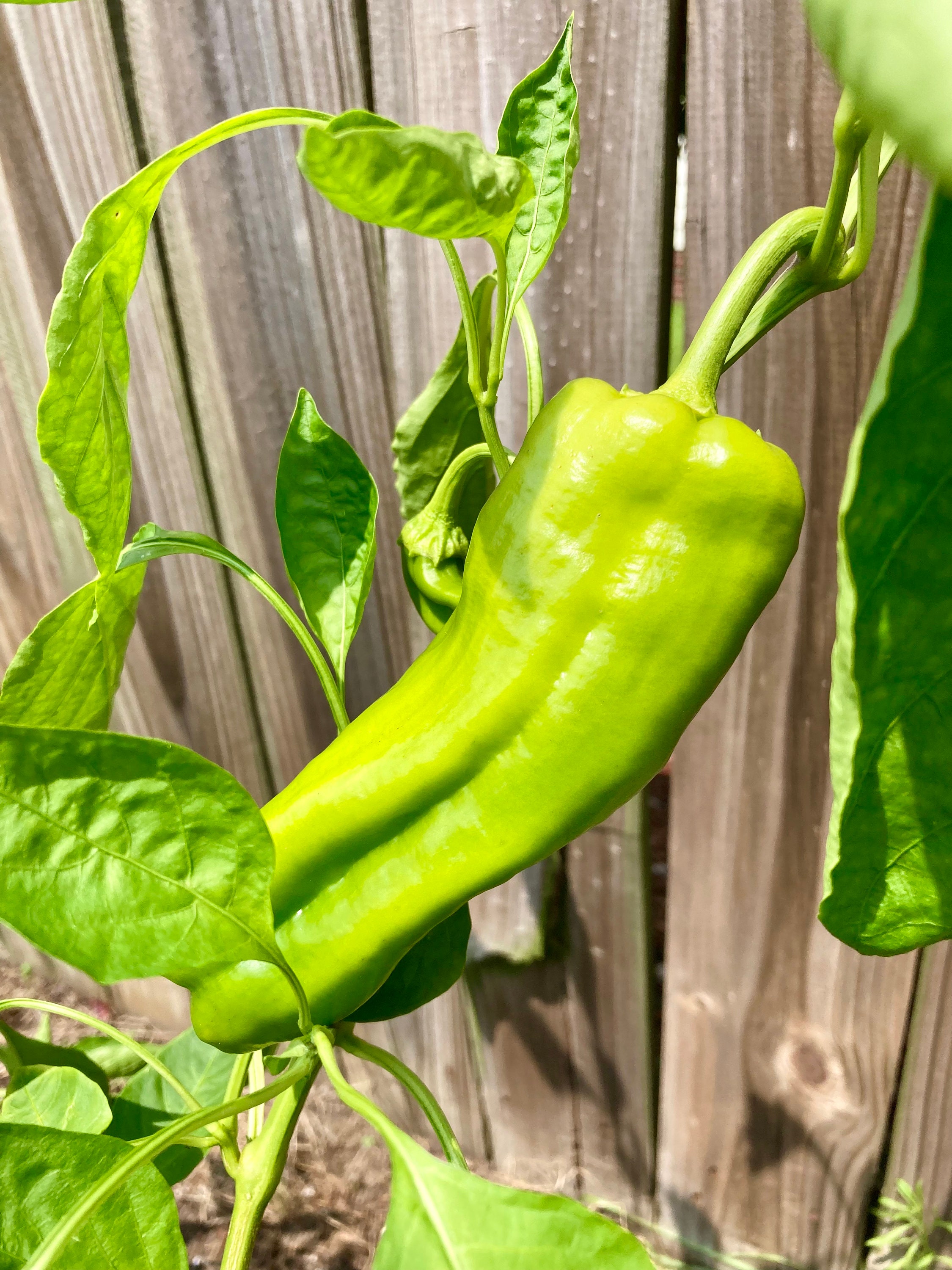 Giant Marconi Pepper Seeds - Etsy
