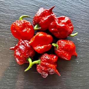 Orion Pepper Seeds - Etsy