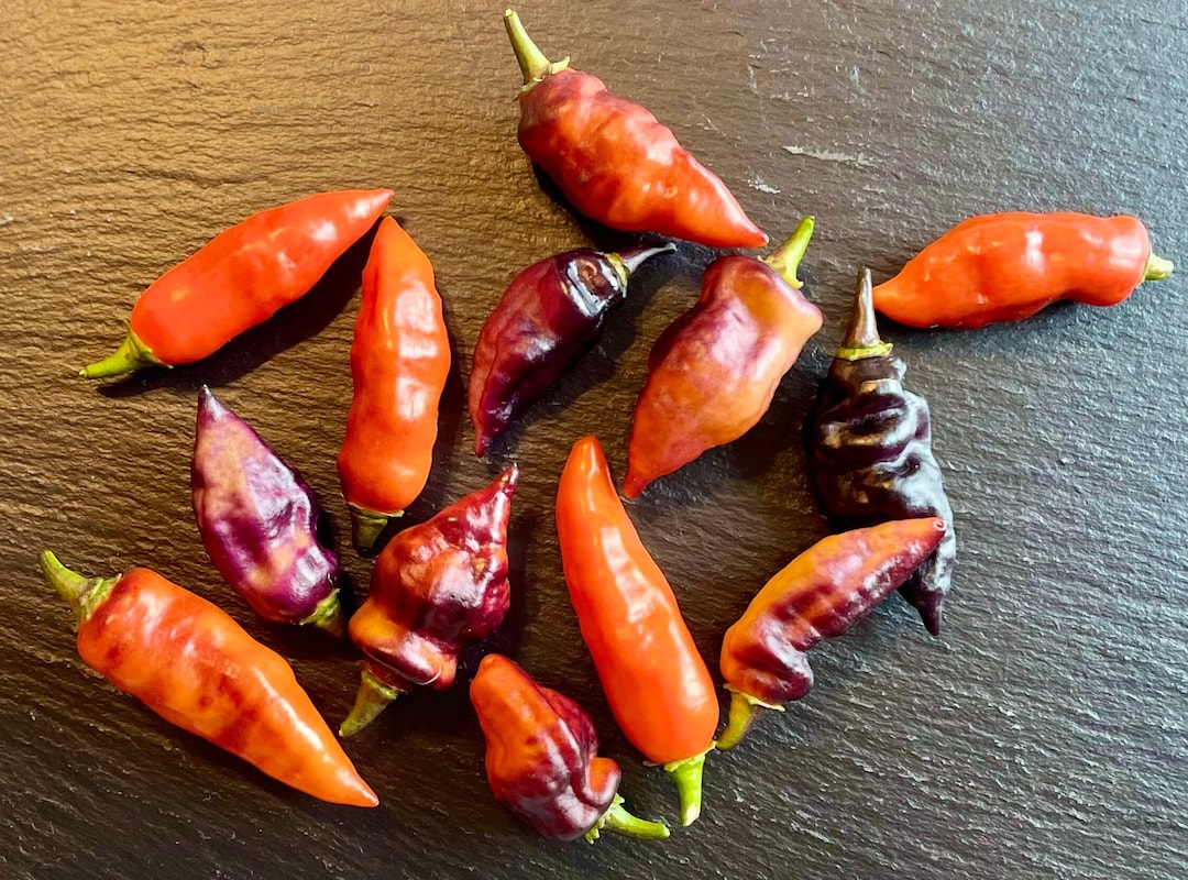 Naga Smookey Rainbow Pepper Seeds - Etsy