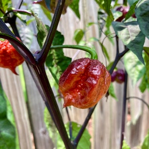 Orion Pepper Seeds - Etsy
