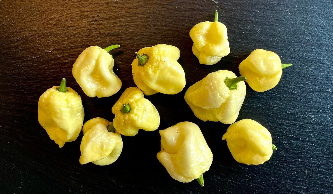 White Moruga Pepper Seeds - Etsy