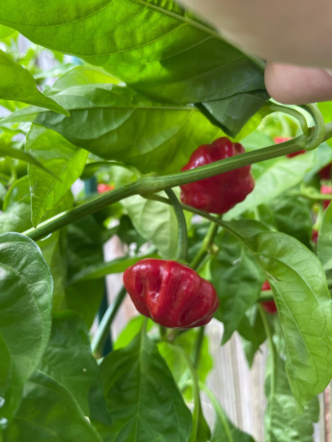 Sweet Bonnet Pepper Seeds - Etsy