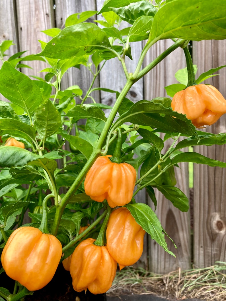 Bahamian Goat Pepper Seeds - Etsy