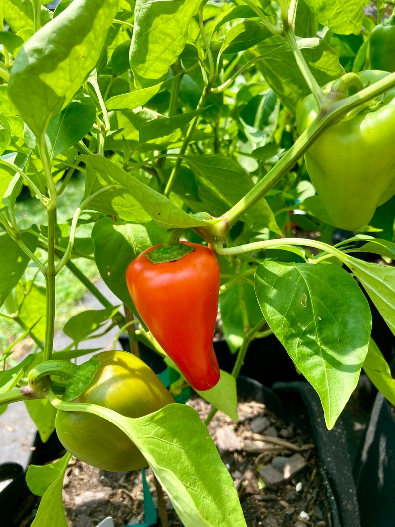 Mini Sweet Rainbow Pepper Seeds - Etsy