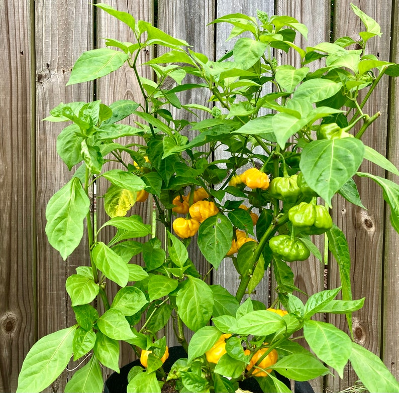 Scotch Bonnet Yellow Pepper Seeds - Etsy