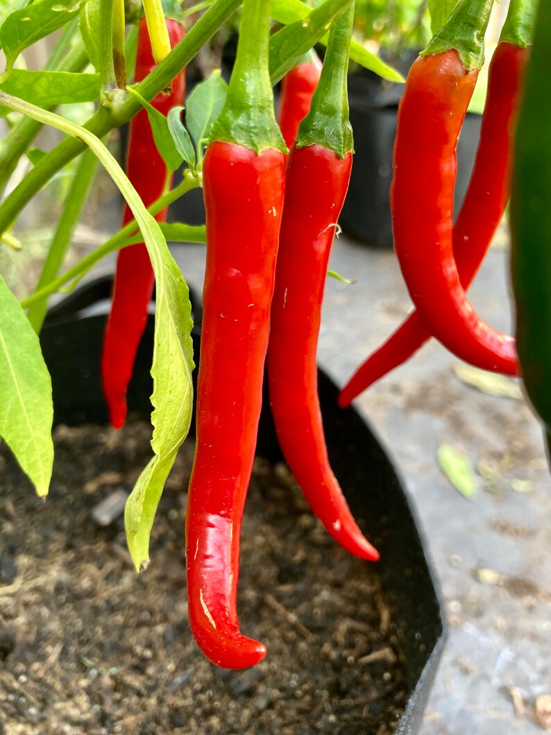 Cayenne Long Red Pepper Seeds - Etsy