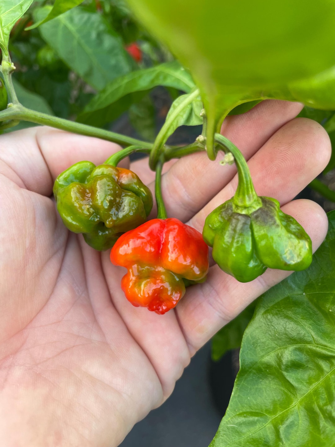 Sweet Moruga Pepper Seeds - Etsy