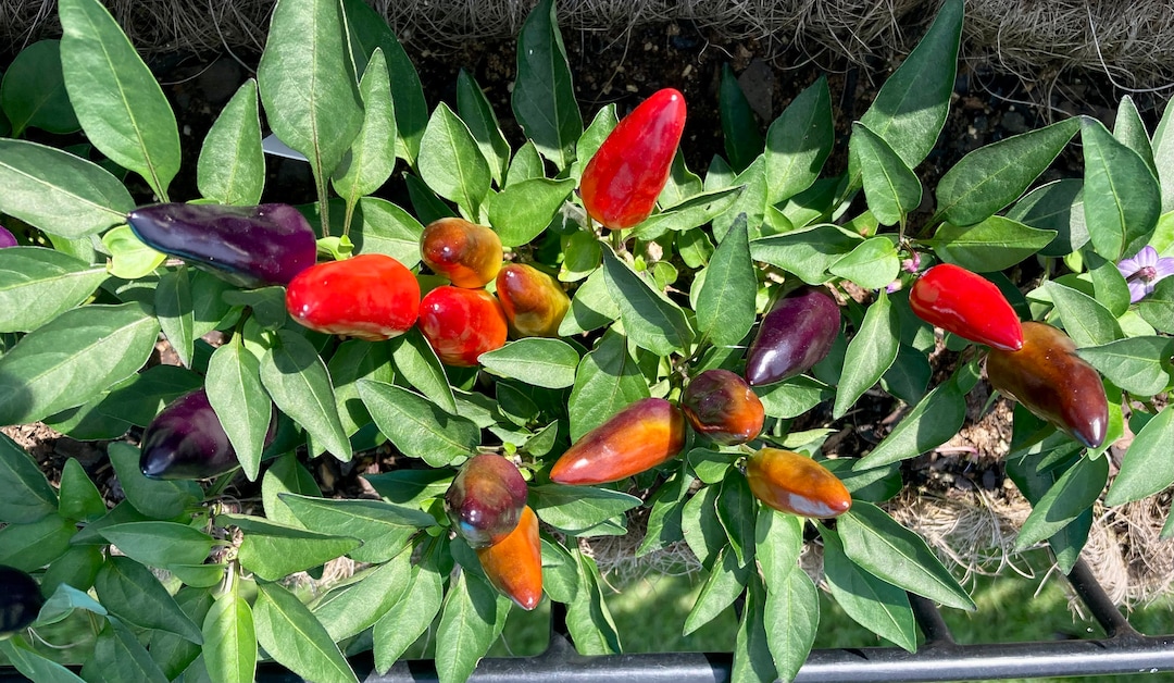 Dwarf Ornamental Pepper Seeds - Etsy