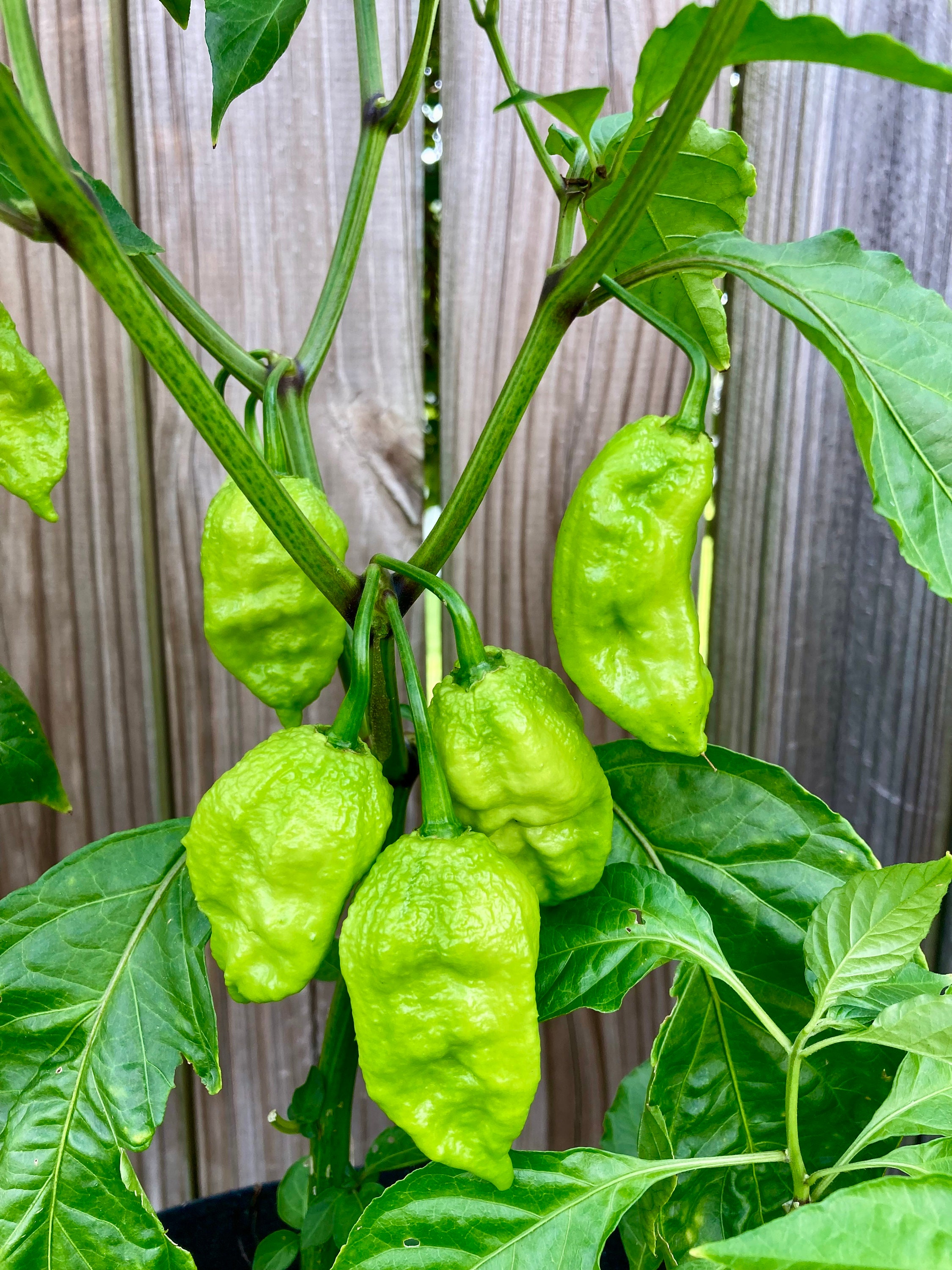Ghost Pepper Seeds - Etsy