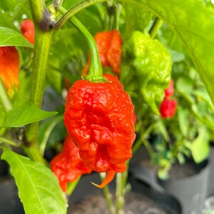 Carolina Reaper Pepper Seeds - Etsy