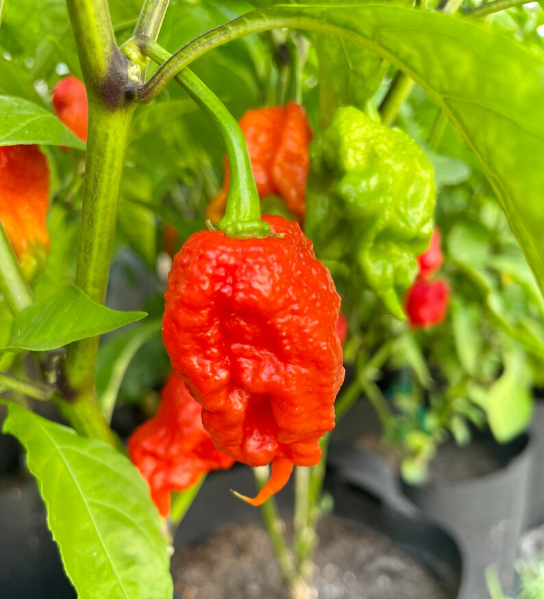Carolina Reaper Pepper Seeds - Etsy
